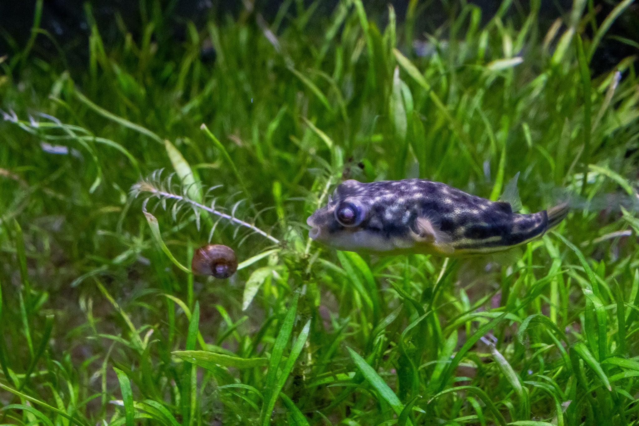 Fahaka Puffer Full Grown